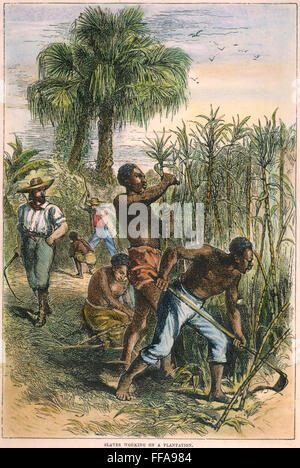 Cutting cane on a sugar plantation near Ponce, Puerto Rico Stock Photo ...