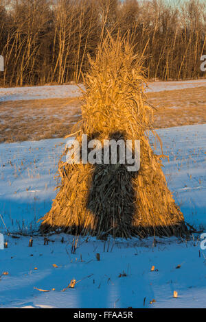Agriculture - Corn shock in the field in Amish country / LaGrange ...