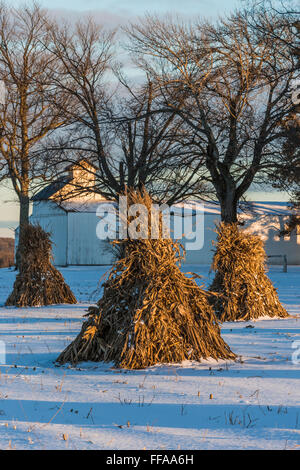An Amish farm and corn shocks in the field near Mt. Eaton, Ohio, USA ...