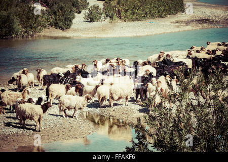 Sheep in morocco landscape Stock Photo - Alamy