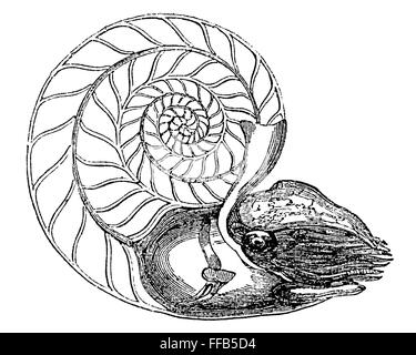 Cross Section of Chambered Nautilus Shell Stock Photo - Alamy