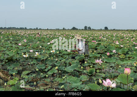 Two workers spraying the lotus plants, Phnum Krom Mountain, Samatoa ...