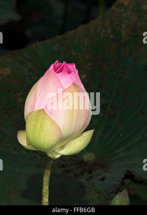 Samatoa lotus farm, Sangat Siem Reap, Cambodia Stock Photo - Alamy