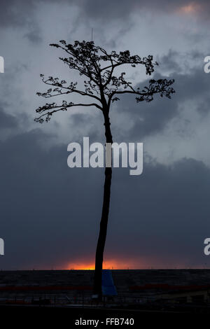 The Miracle Pine Tree, which survived the 2011 Tohoku Earthquake and ...