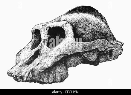 skull Australopithecus boisei Stock Photo - Alamy