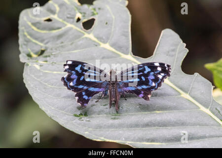 Mexican Bluewing Mycelia ethusa ethusa Stock Photo - Alamy