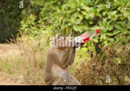 Monkey enjoying a coke at Mahabalipuram, Tamil Nadu, India, Asia Stock ...