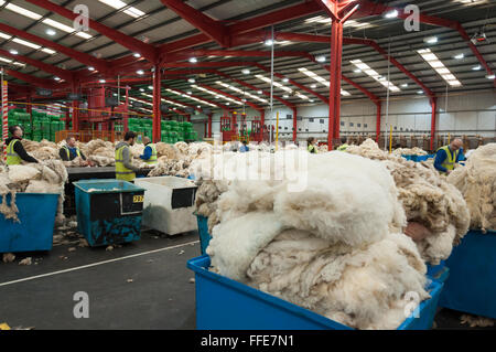 A British wool sorter grading and sorting wool Stock Photo - Alamy
