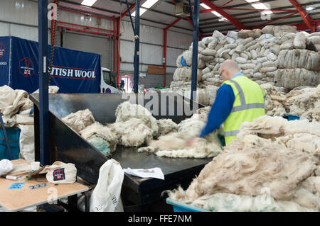 A British wool sorter grading and sorting wool Stock Photo - Alamy
