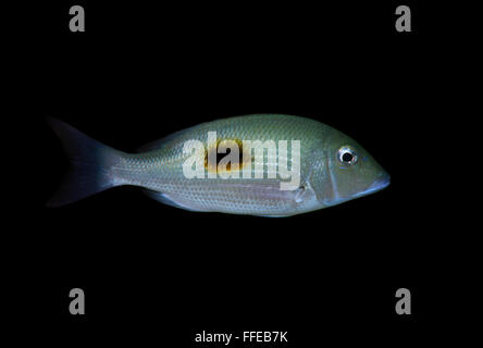 thumbprint emperor, blackspot emperor or emperor fish (Lethrinus harak ...