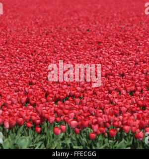 Red tulips in flower field Stock Photo - Alamy