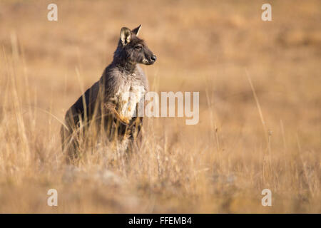 Male Common Wallaroo (Macropus robustus), NSW, Australia Stock Photo ...