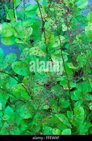 Jewels of Opar (Talinum paniculatum Stock Photo - Alamy