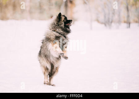 Young Keeshond, Keeshonden Dog Play In Snow, Winter Park Stock Photo ...
