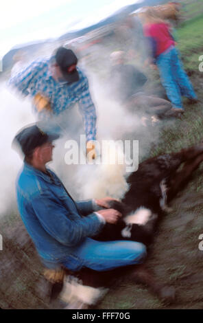 Branding cattle with a red hot brand iron. Smoke, fire and burning skin ...