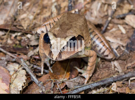 Great Barred Frog (Mixophyes fasciolatus Stock Photo - Alamy