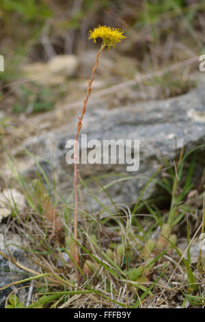 reflexed stonecrop, sedum rupestre Stock Photo - Alamy