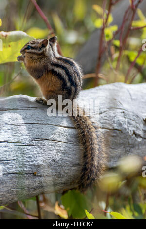 Uinta Chipmunk (Neotamias umbrinus fremonti Stock Photo - Alamy