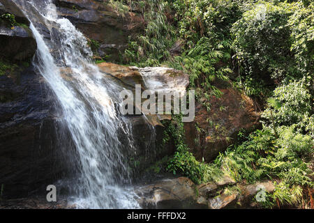Tijuca Forest waterfall in Rio de Janeiro, Brazil Stock Photo - Alamy