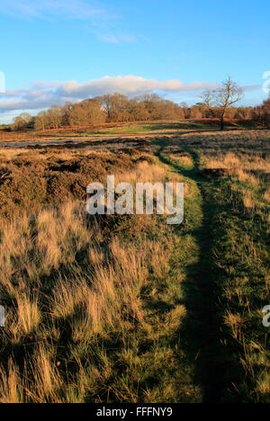 Sandlings heathland winter landscape, Sutton Heath, Suffolk, England ...