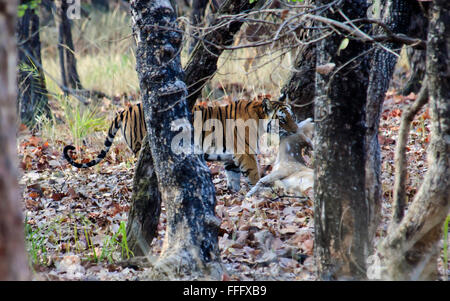 Tiger making a kill Stock Photo - Alamy