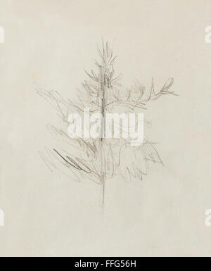 pencil drawing spruce on old paper background Stock Photo - Alamy