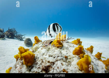 Banded Butterflyfish (Chaetodon striatus Stock Photo - Alamy