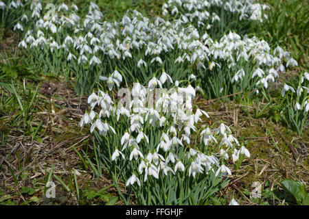 British Snowdrop in spring and full flower Stock Photo - Alamy