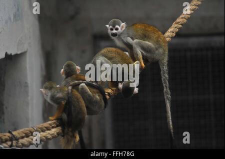 Tsingtao, Tsingtao, CHN. 14th Feb, 2016. Cute monkeys are popular this ...