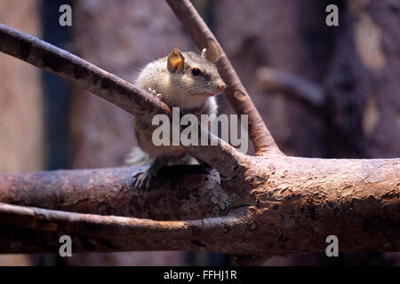 The northern palm squirrel ( Funambulus pennanti ) also called the five ...