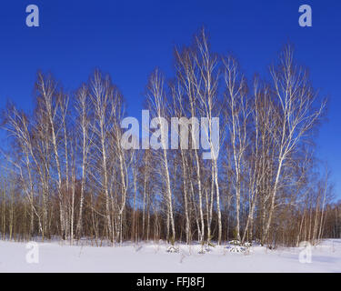 Snowy birch forest and sun light Stock Photo - Alamy