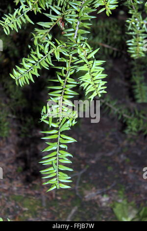 Podocarpus Totara tree foliage up close Stock Photo - Alamy