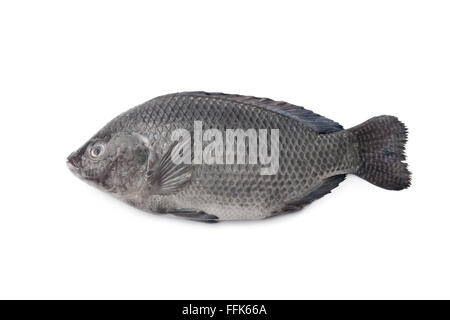 Tilapia fish isolated on white background Stock Photo - Alamy