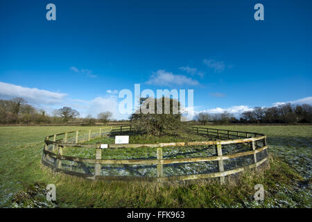 Hethel Old Thorn ancient tree Stock Photo - Alamy
