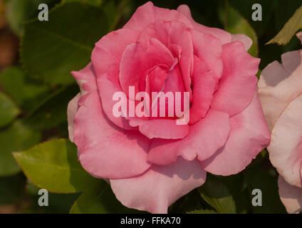 Rosa Summer Song,rose summer song,shrub rose,roses,orange,flower ...