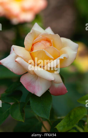Rosa 'Pink Peace' Rose shrub in flower Stock Photo - Alamy