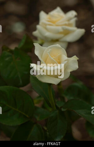 A white John F Kennedy Hybrid Tea rose Stock Photo - Alamy