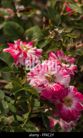 Flowers of ‘Rockin’ Robin’ Shrub Rose Stock Photo - Alamy