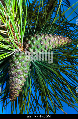 pine, pinewood, conifer, seed, cones Stock Photo - Alamy