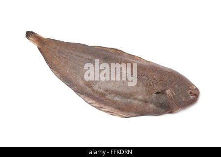 FRESH SOLE FISH solea solea ON ICE Stock Photo - Alamy