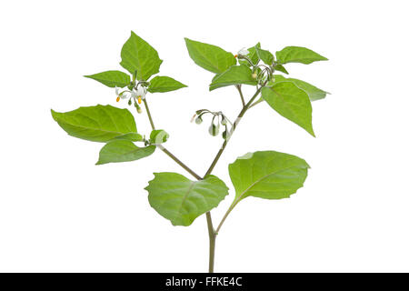Black nightshade plant isolated on white background Stock Photo - Alamy