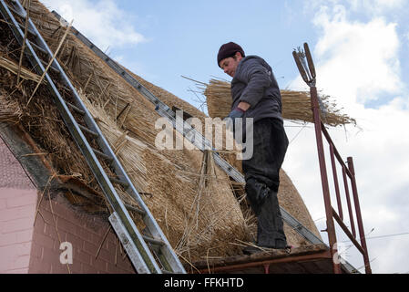 Man thatching a roof, standing on a ladder, dressing the thatch using a ...