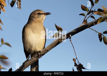 Northern mockingbird singing Stock Photo - Alamy