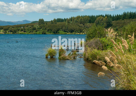 Lake rotoaira at New Zealand Stock Photo - Alamy