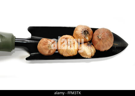 Spring Flowering Bulbs on a Spade Shovel Stock Photo - Alamy