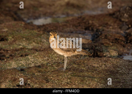 Non-breeding adult Pacific golden plover, Big Island, Hawaii Stock ...