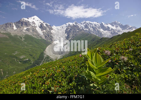 Tetnuldi, Adishi Glacier, Dzhangi Tau from Chkhunderi Pass, Mestia ...