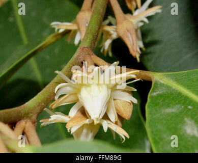 Madhuca longifolia var. latifolia, Mahua tree, formerly Madhuca indica ...