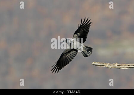 Hooded Crow taking off from a branch in Bulgaria Stock Photo - Alamy