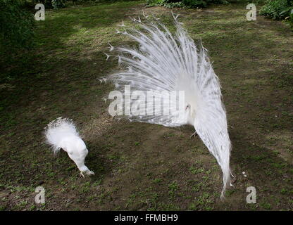 A white leucistic peacock with fanned feathers on display for mating ...